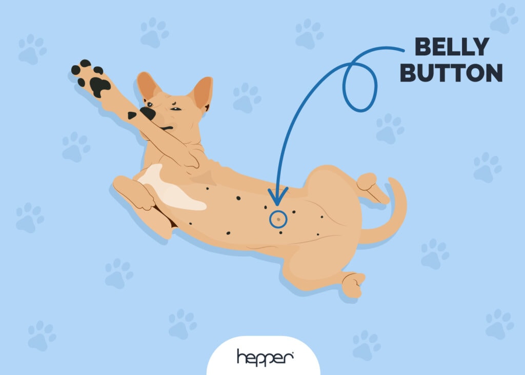 Do Dogs Have Belly Buttons? Vet-Verified Facts & Info | Hepper Pet ...