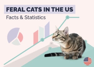 9 Surprising Feral Cats Statistics in the US (2025 Update) | Hepper Pet Resources