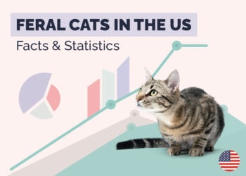 9 Surprising Feral Cats Statistics in the US (2025 Update) | Hepper Pet ...