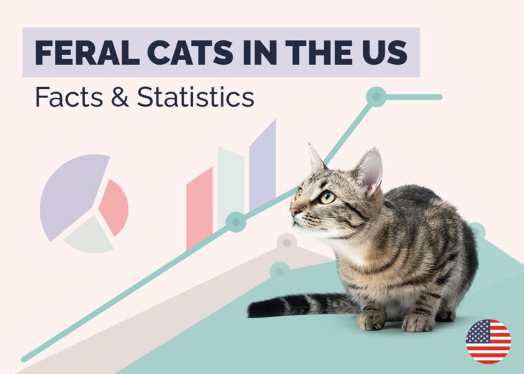 9 Surprising Feral Cats Statistics in the US (2025 Update) | Hepper Pet ...