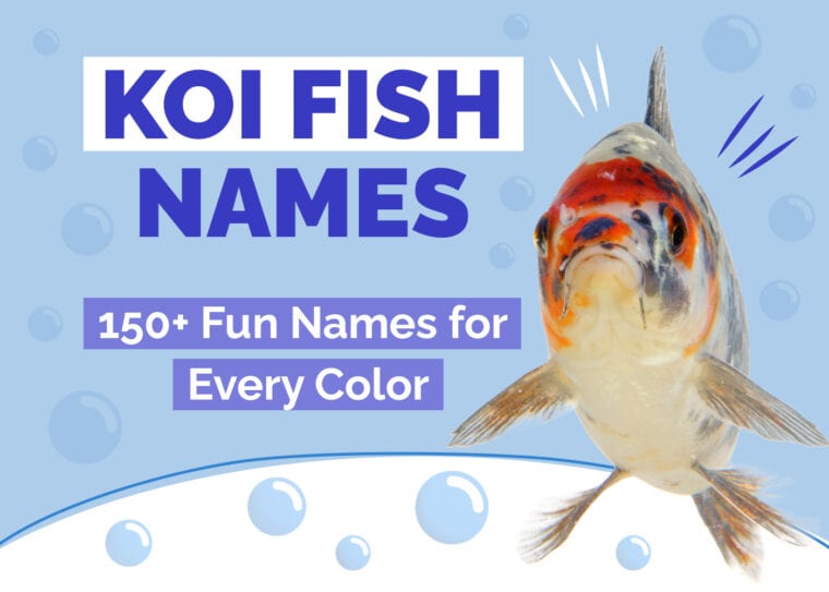 151 Fun Koi Fish Names for Every Color | Hepper Pet Resources