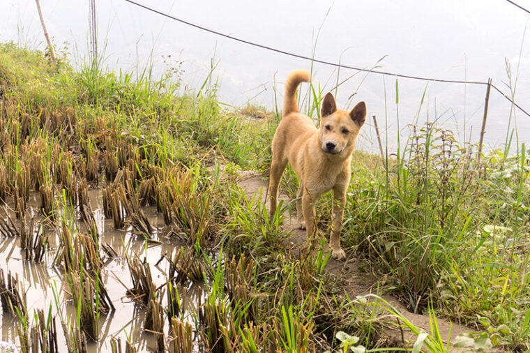 How Much Does a Hmong Dog Cost? 2026 Updated Price Guide | Hepper Pet ...