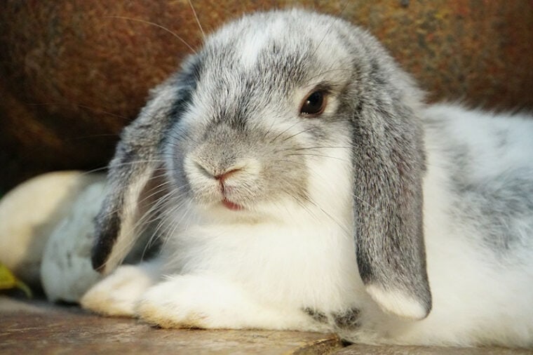 12 Types of Dwarf Rabbits (With Info & Pictures) | Hepper Pet Resources