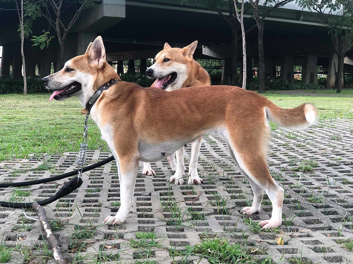 4 Vietnamese Dog Breeds You Need to See (With Info & Pictures) | Hepper ...