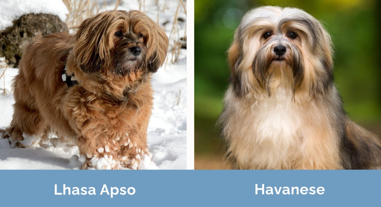 Lhasa Apso Vs Havanese: How Are They Different? (With Pictures ...