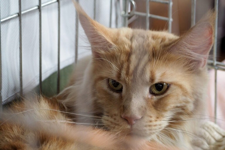 How Long Can a Cat Stay in a Crate? Vet-Approved Advice | Hepper Pet ...