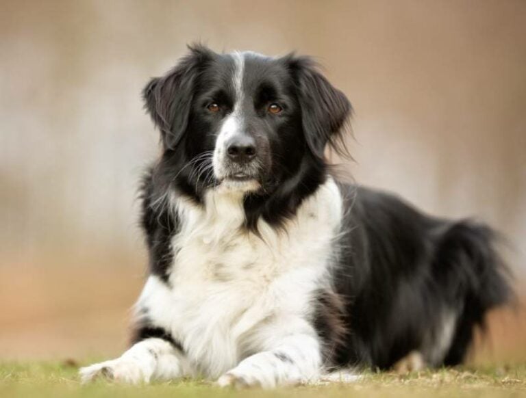 How Long Do Border Collies Live? Average Lifespan, Data & Care Guide ...