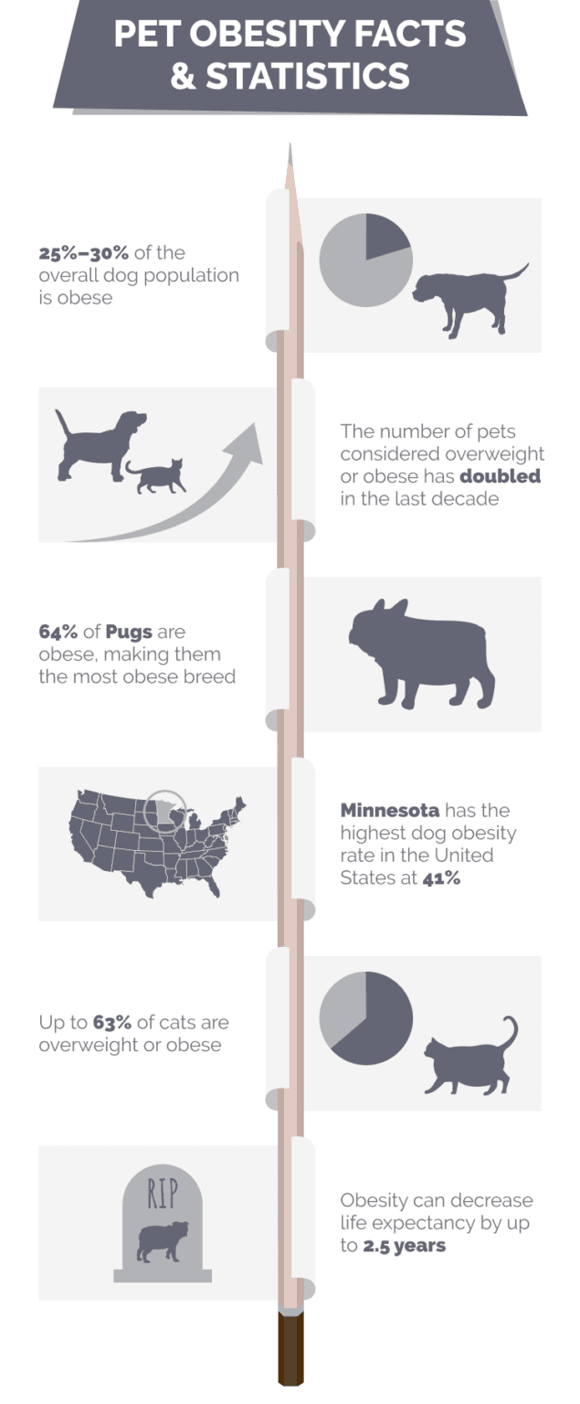 10 Shocking Pet Obesity Statistics & Facts: Updated In 2026 | Hepper ...
