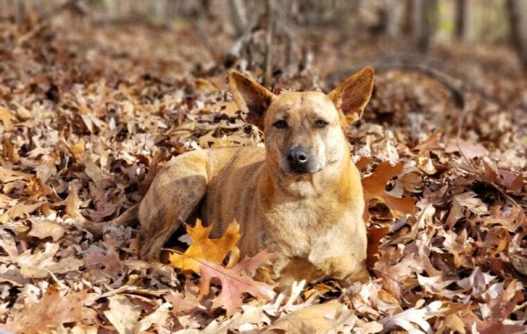 4 Vietnamese Dog Breeds You Need to See (With Info & Pictures) | Hepper ...