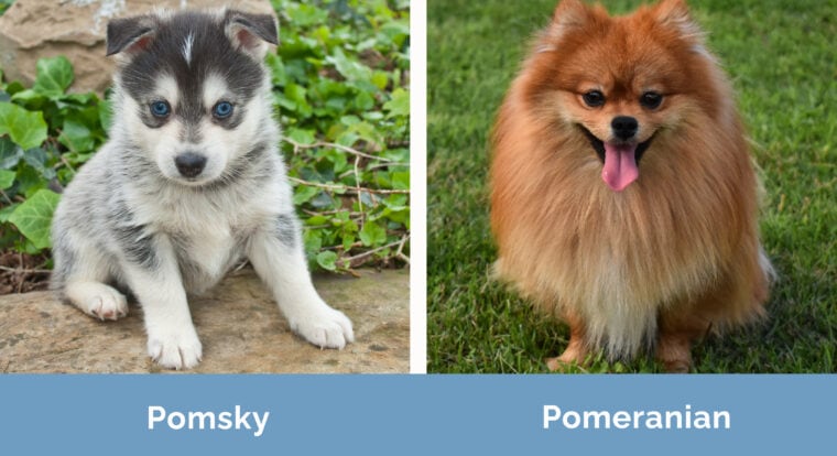Pomsky vs. Pomeranian: The Main Differences (With Pictures) | Hepper Pet Resources