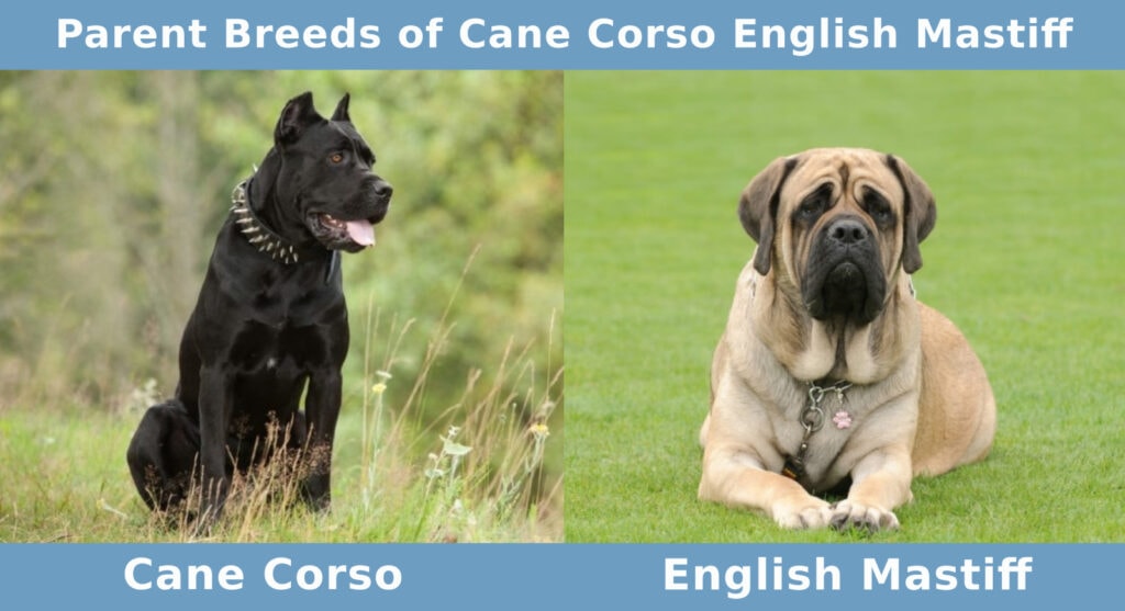 Cane Corso English Mastiff Mix: Info, Pictures, Traits & Facts | Hepper ...