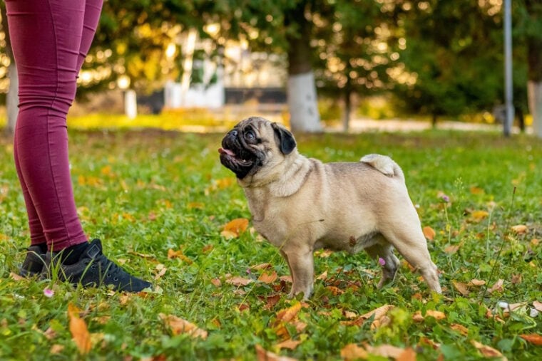 How Long Do Pugs Live? Average Lifespan, Data & Care | Hepper Pet Resources