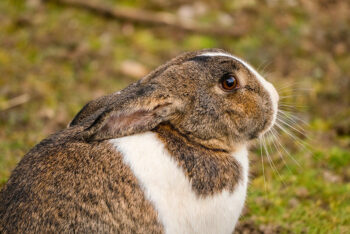 How to Introduce a Cat to a Rabbit: 6 Vet Approved Tips | Hepper Pet ...