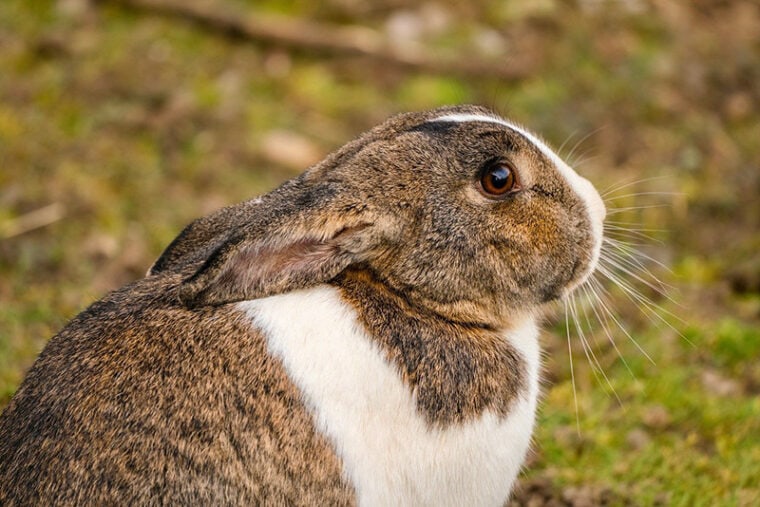 16 Fascinating Pet Rabbit Statistics (2025 Update) | Hepper Pet Resources