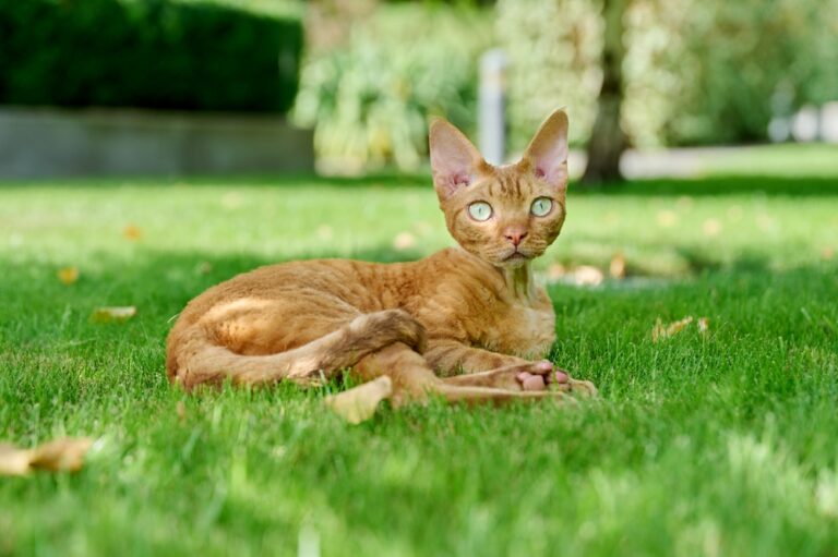 17 Common Devon Rex Cat Health Problems: Vet Approved Facts | Hepper ...
