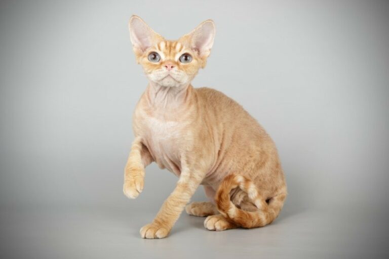 Is a Devon Rex Hypoallergenic? Plus 9 No to Low-Allergen Cat Breeds ...
