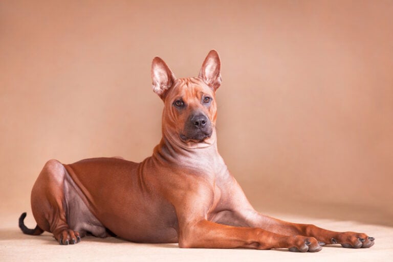 13 Exotic Dog Breeds: Info, Pictures, Traits, & More | Hepper Pet Resources