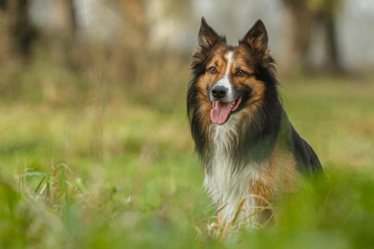 Sable Border Collie: Pictures, Facts, Origin & History | Hepper Pet ...