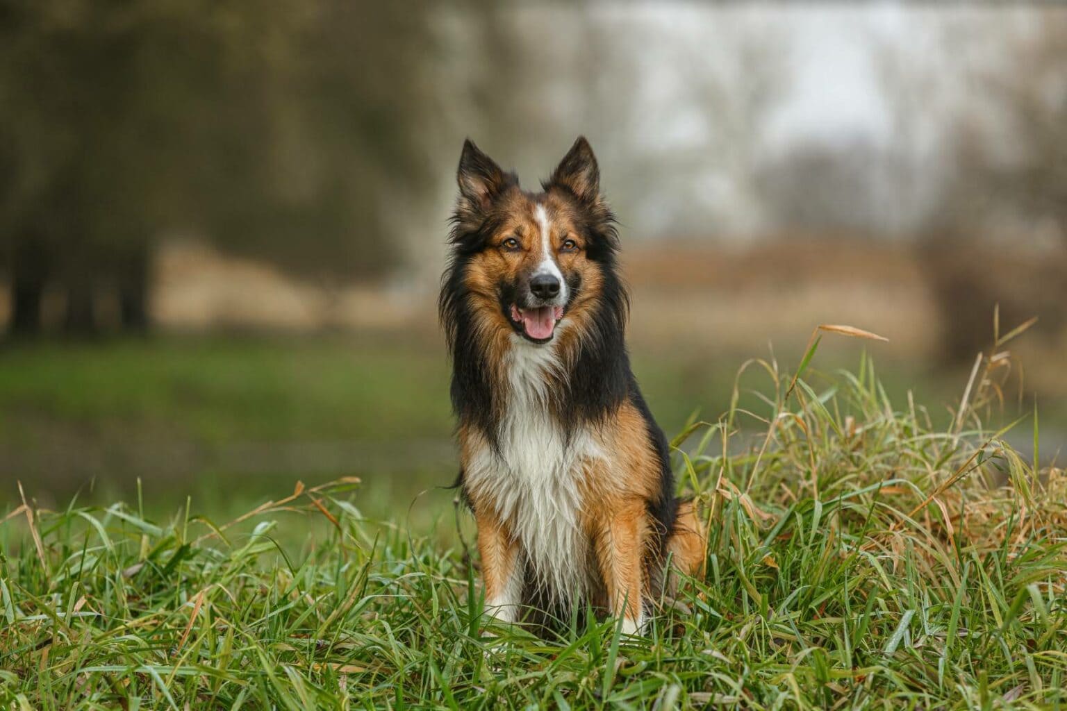 Are Border Collies Hypoallergenic? Vet Reviewed Facts & Tips | Hepper ...