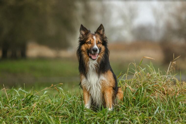 270+ Farm Dog Names: Ideas for Nature & Country Pups | Hepper Pet Resources