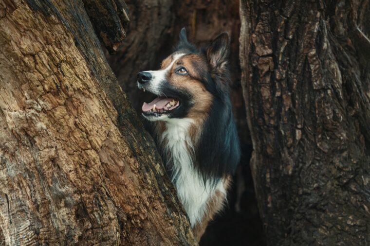 Sable Border Collie: Pictures, Facts, Origin & History | Hepper Pet Resources
