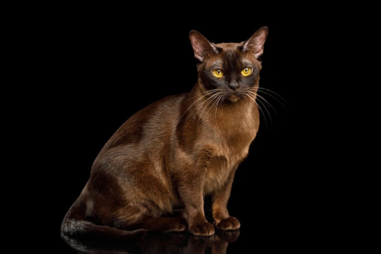 10 Amazing Burmese Cat Facts You'll Be Surprised to Learn! | Hepper Pet ...