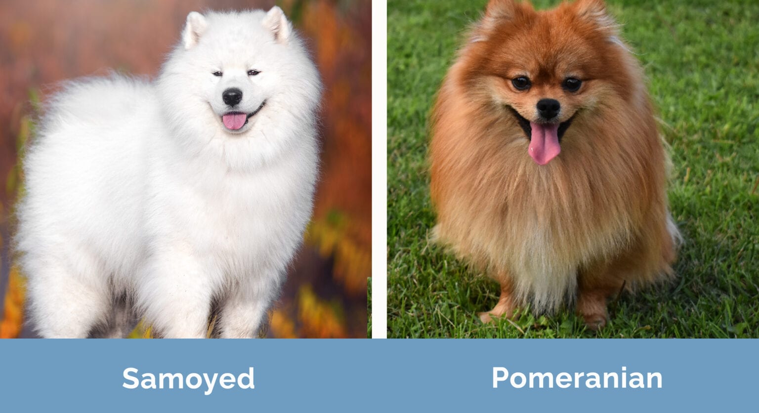 Samoyed vs Pomeranian: Which One Is Right for Me? (With Pictures ...