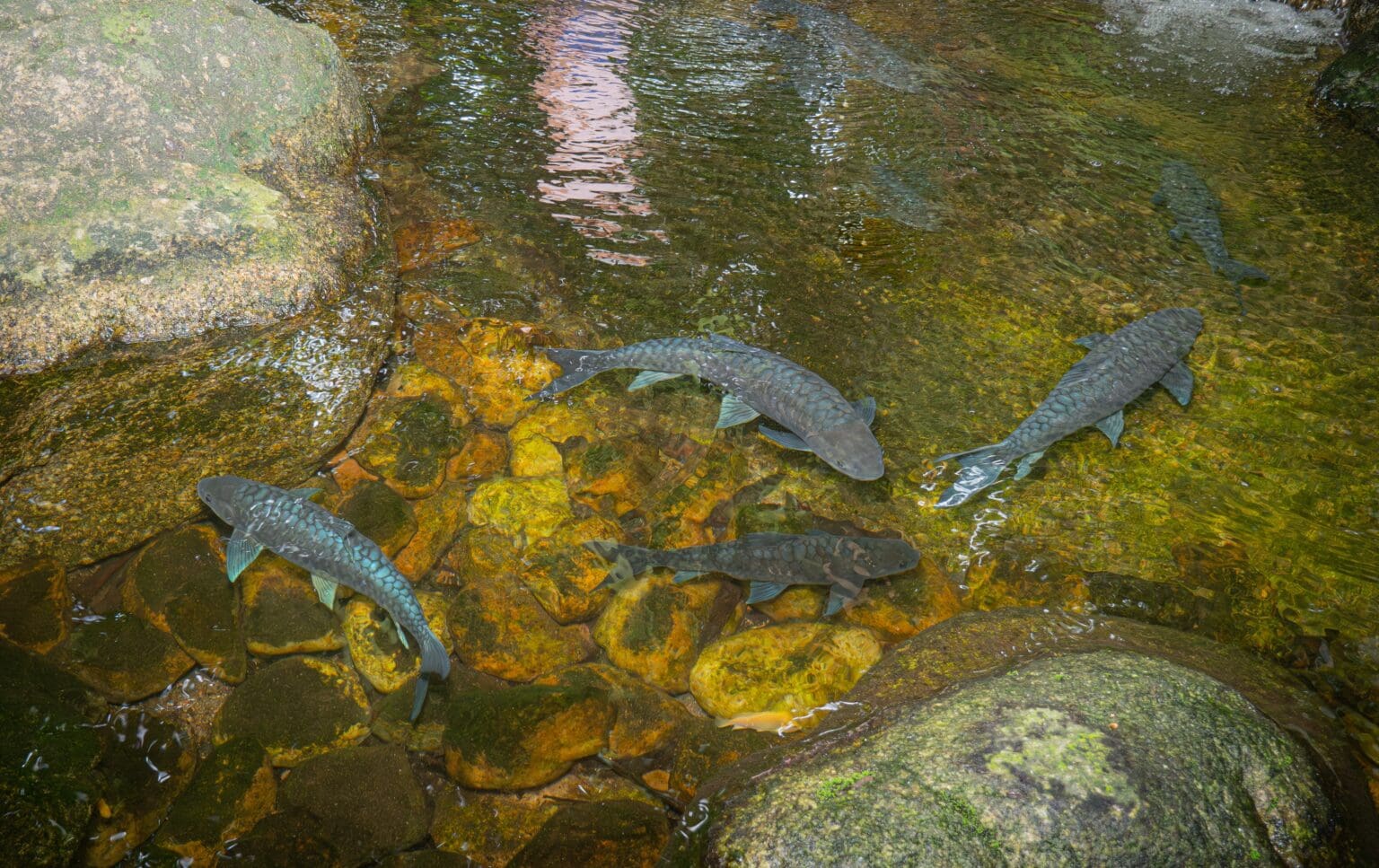 Black Koi Fish: Info, Pictures, Origins & Facts | Hepper Pet Resources