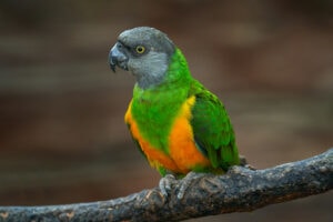 12 Small Parrot Breeds: Info, Pictures, Facts & History | Hepper Pet ...