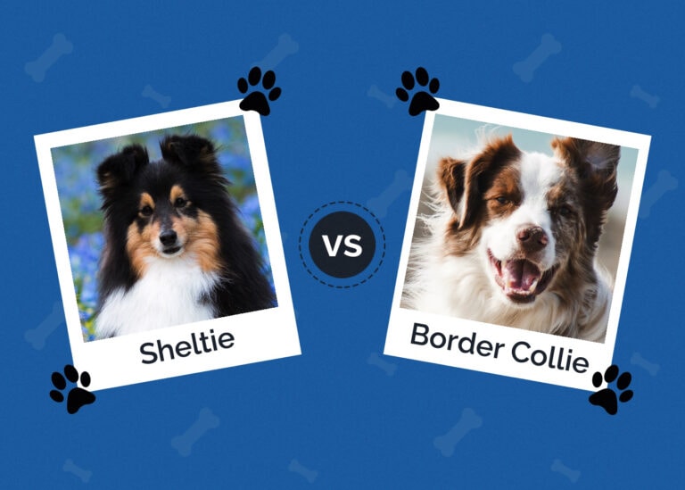 How Much Do Border Collies Shed? Breed Grooming Tips, Nutrition & Tools ...