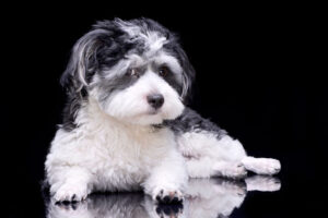 8 Common Havanese Health Issues (Vet-Approved Facts) | Hepper Pet Resources