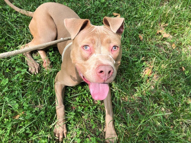 Boston Pit (Pit Bull & Boston Terrier Mix): Info, Pictures & More ...