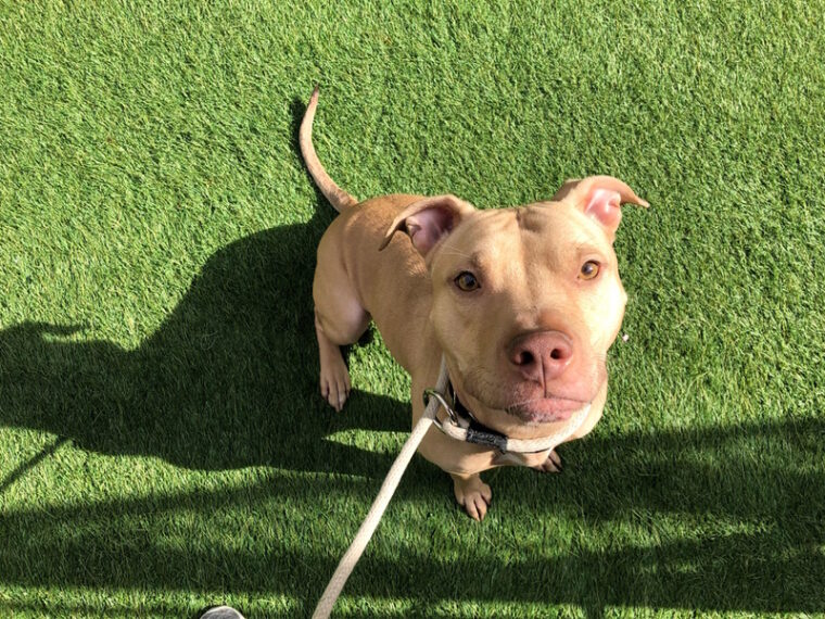 Where Are Pitbulls Banned Internationally? When, Why & Tips For Safe ...