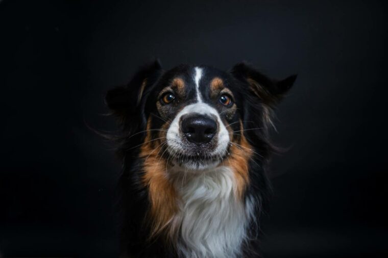 Tri-Color Border Collie: Facts, Origin & History (With Pictures ...