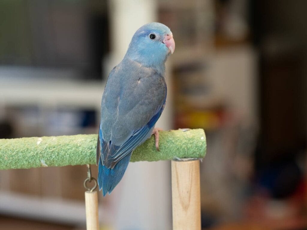 9 Great Pet Birds for Beginners (With Info & Pictures) | Hepper Pet ...