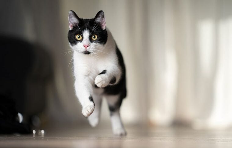 Why Cats Run Away: 11 Reasons & How to Deal With It | Hepper Pet Resources