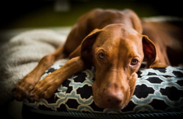 10 Common Vizsla Health Issues to Watch Out For (Vet Answer) | Hepper ...