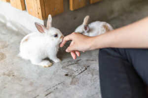 How to Take Care of a Rabbit: 15 Expert Tips & Tricks | Hepper Pet ...