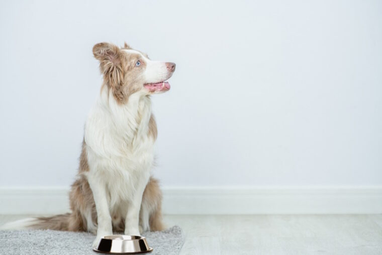 White Border Collie: Info, Pictures, Characteristics & History | Hepper ...