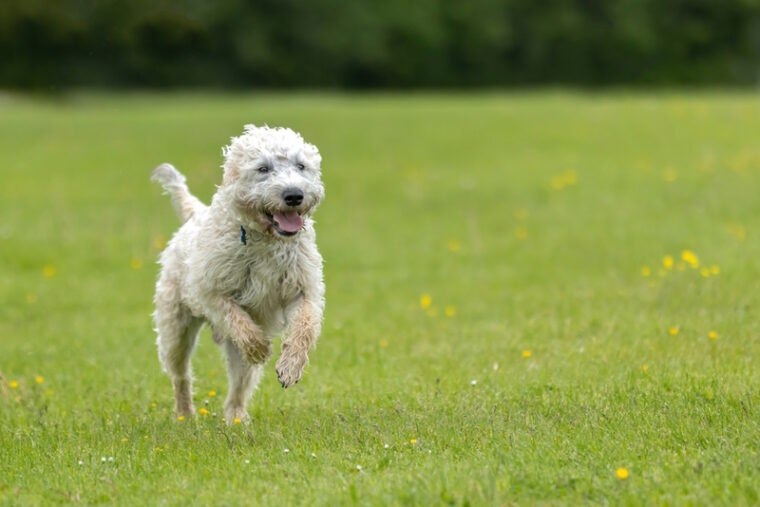 How To Train a Labradoodle: 15 Vet Reviewed Tips | Hepper Pet Resources