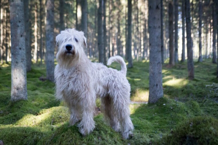 15 Labradoodle Pros & Cons: What to Know Before You Bring One Home ...