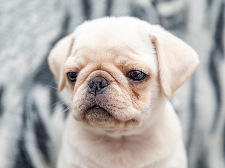 White Pug: Pictures, Facts, Origin & History | Hepper Pet Resources