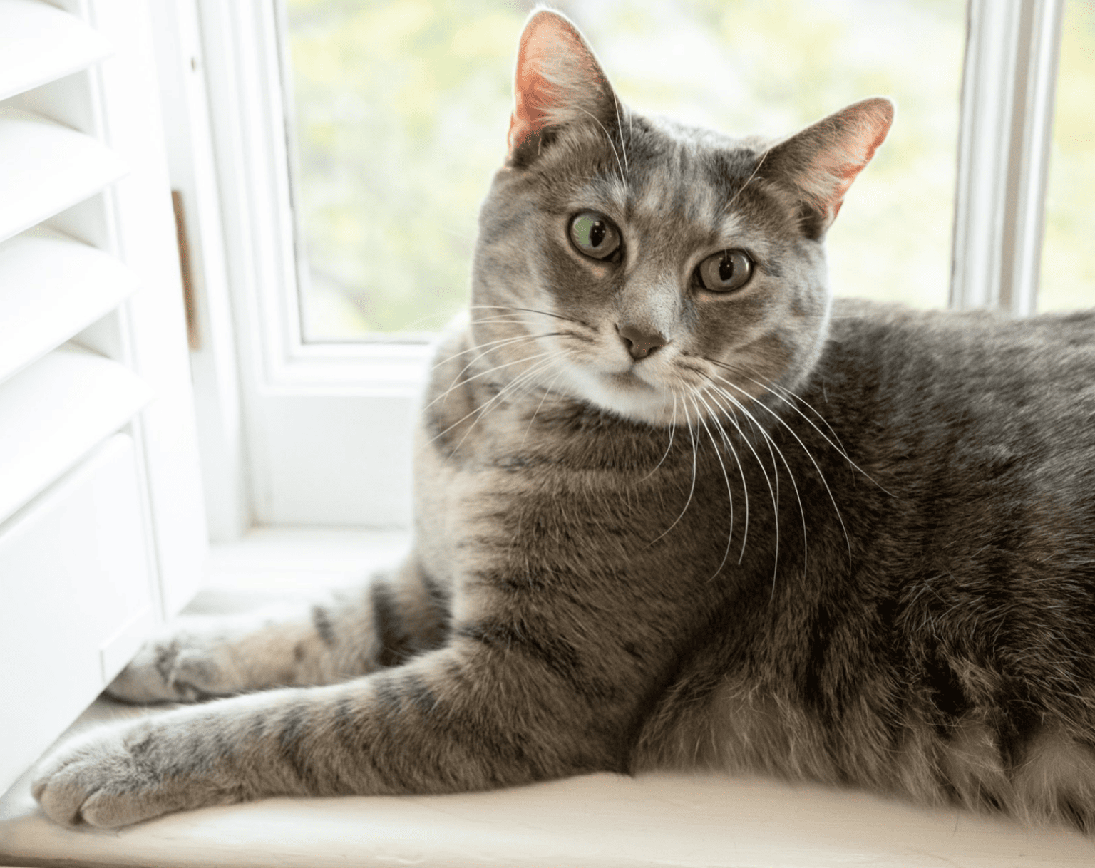 History of Cats in the White House (1861-2026) | Hepper Pet Resources
