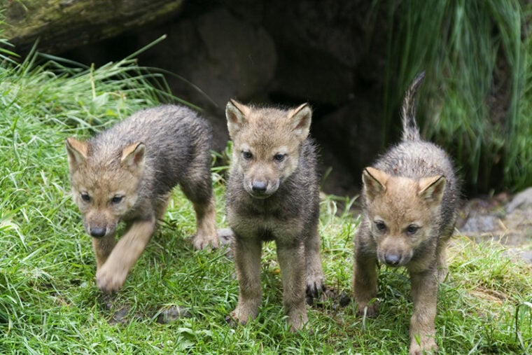 How Many Pups Does a Wolf Have in One Litter? Facts & Growth Stages ...