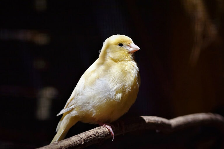 7 Small Pet Birds That You Can Easily Keep at Home! | Hepper Pet Resources