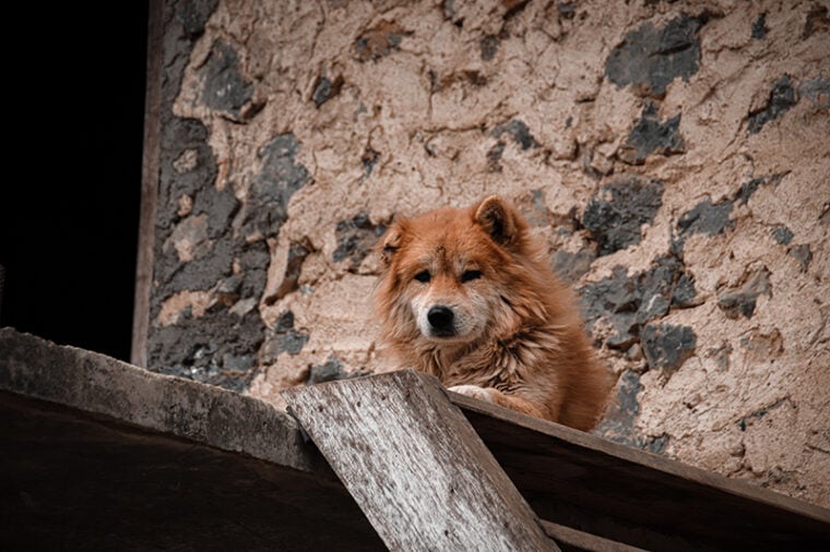 How Much Does a Hmong Dog Cost? 2026 Updated Price Guide | Hepper Pet ...