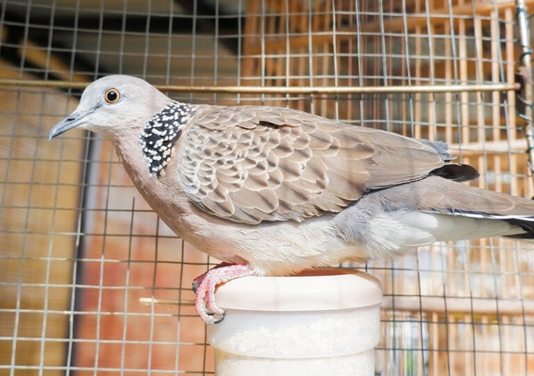 10 Friendliest Pet Birds for Loving Pet Parents (With Pictures ...