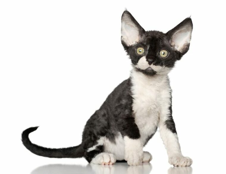 10 Beautiful Devon Rex Colors (With Pictures) | Hepper Pet Resources