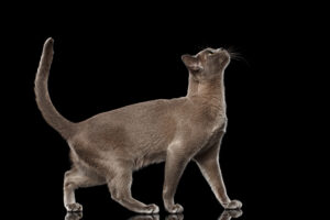 10 Beautiful Burmese Cat Colors: Rarity & Cost (With Pictures) | Hepper ...
