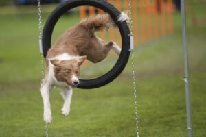 14 Fun Trick Ideas for Border Collies You Have to Try | Hepper Pet ...